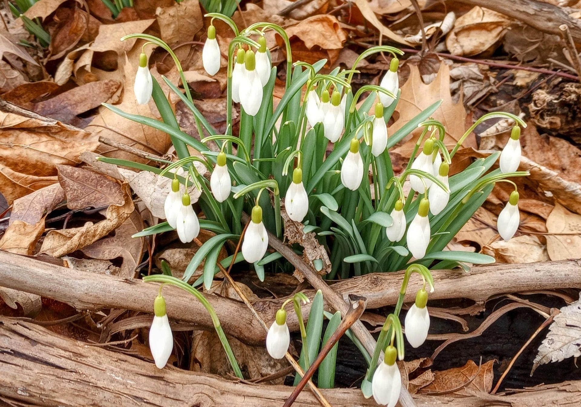 Snow White Snowdrop Color